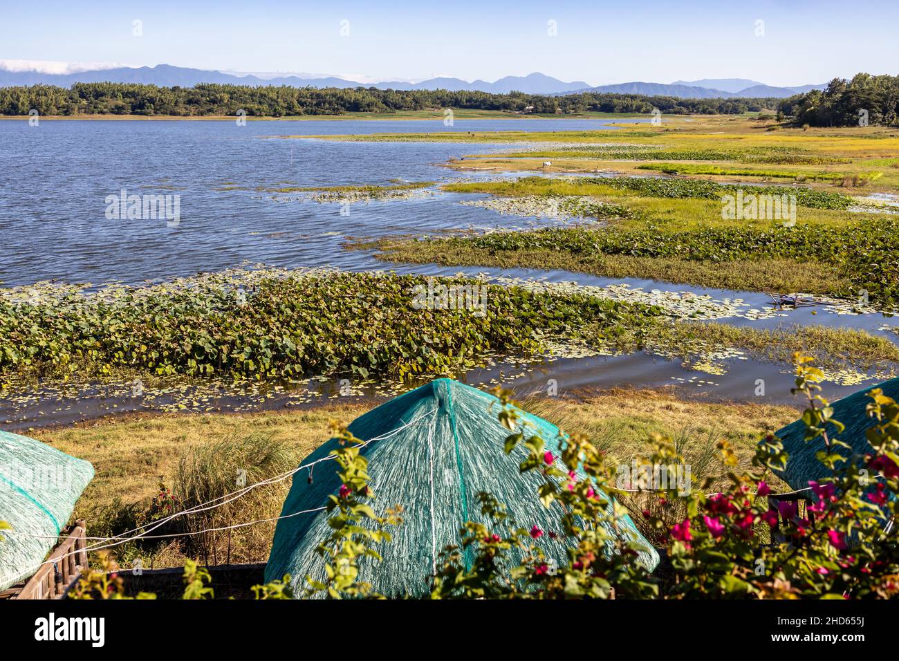 Beautiful landscape at Paoay Lake, Ilocos Norte, Philippines Stock ...