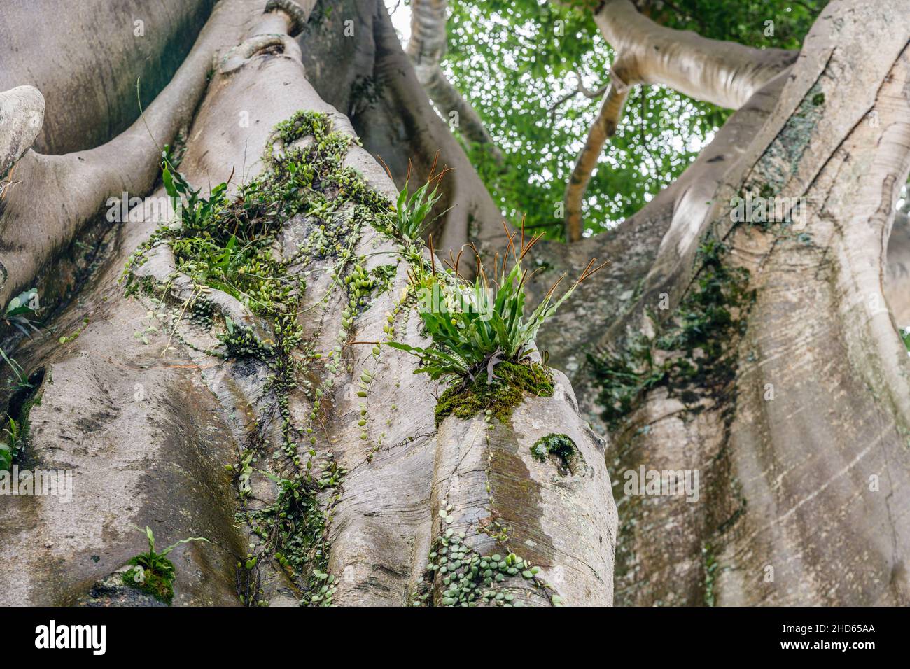 Giant ancient Cotton tree or Kapok (Ceiba pentandra) in Magra village ...