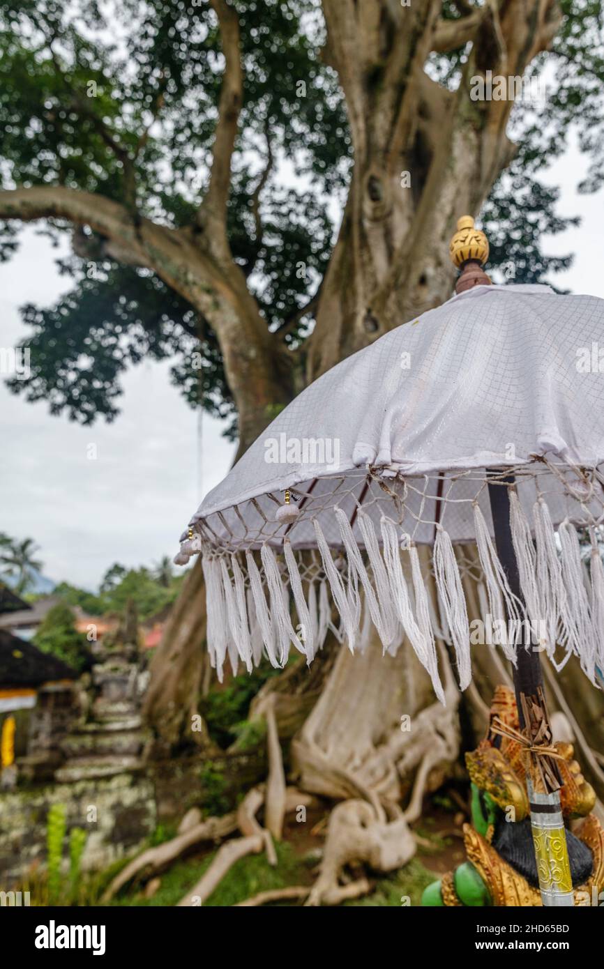 Giant ancient Cotton tree or Kapok (Ceiba pentandra) in Magra village ...
