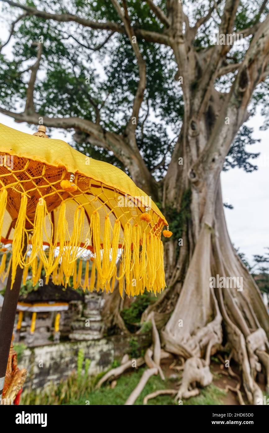 Giant ancient Cotton tree or Kapok (Ceiba pentandra) in Magra village ...