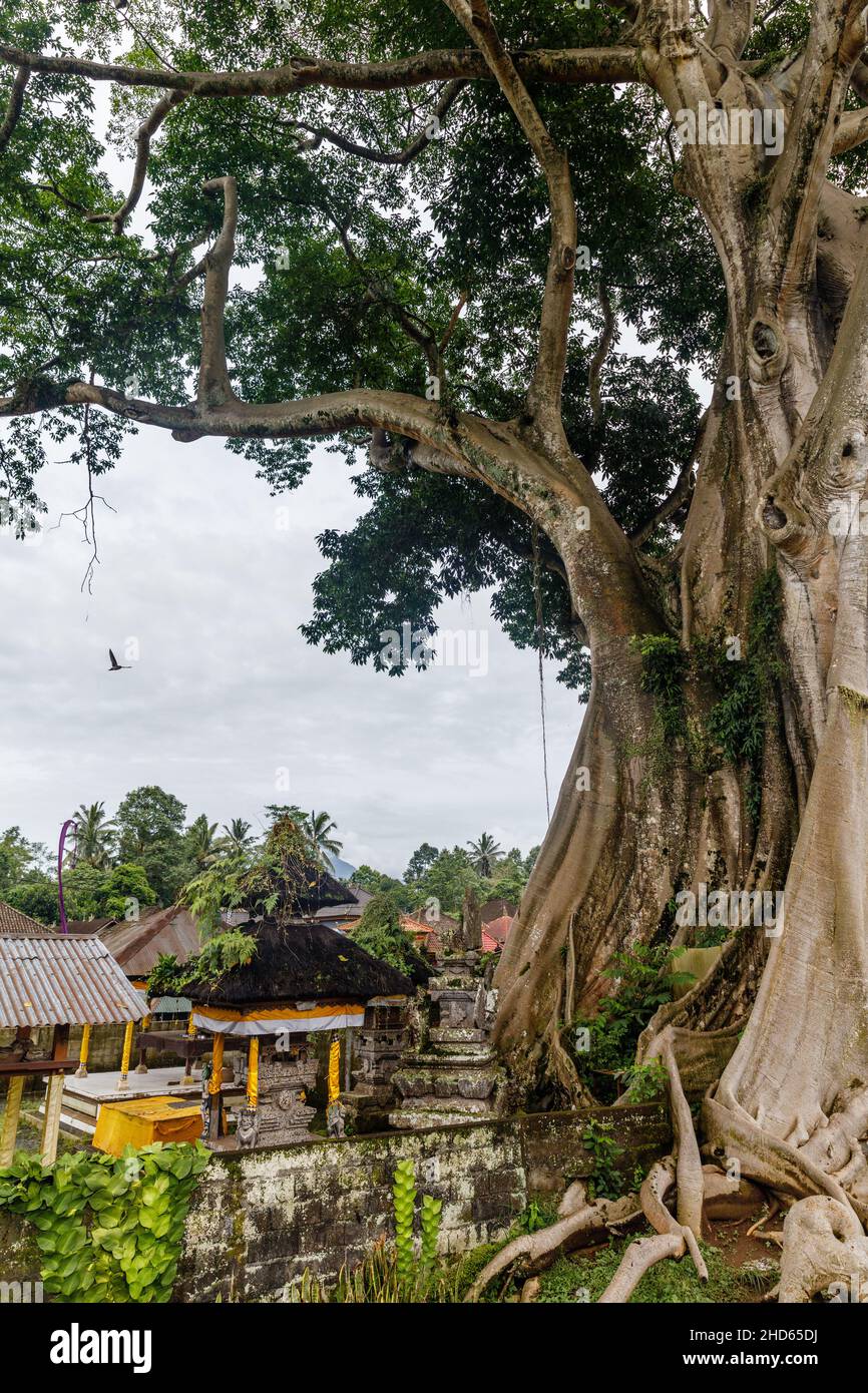 Giant ancient Cotton tree or Kapok (Ceiba pentandra) in Magra village ...