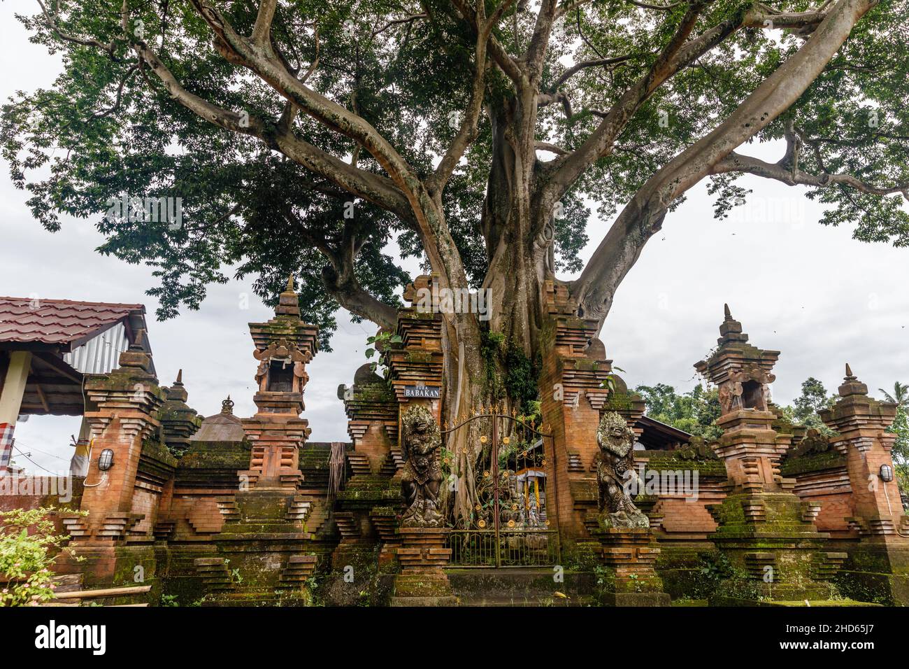 Giant ancient Cotton tree or Kapok (Ceiba pentandra) in Magra village ...