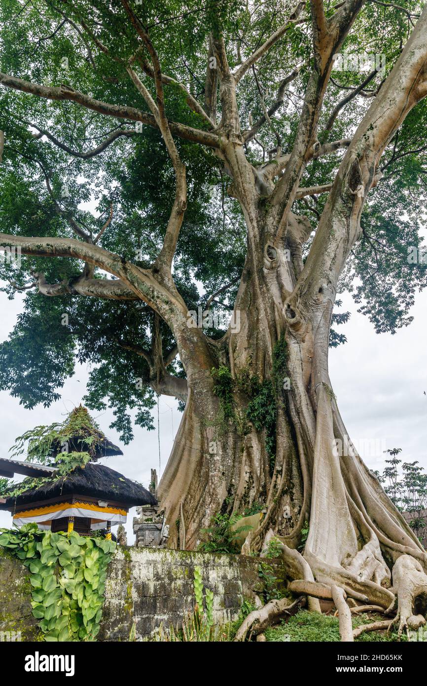 Giant ancient Cotton tree or Kapok (Ceiba pentandra) in Magra village ...