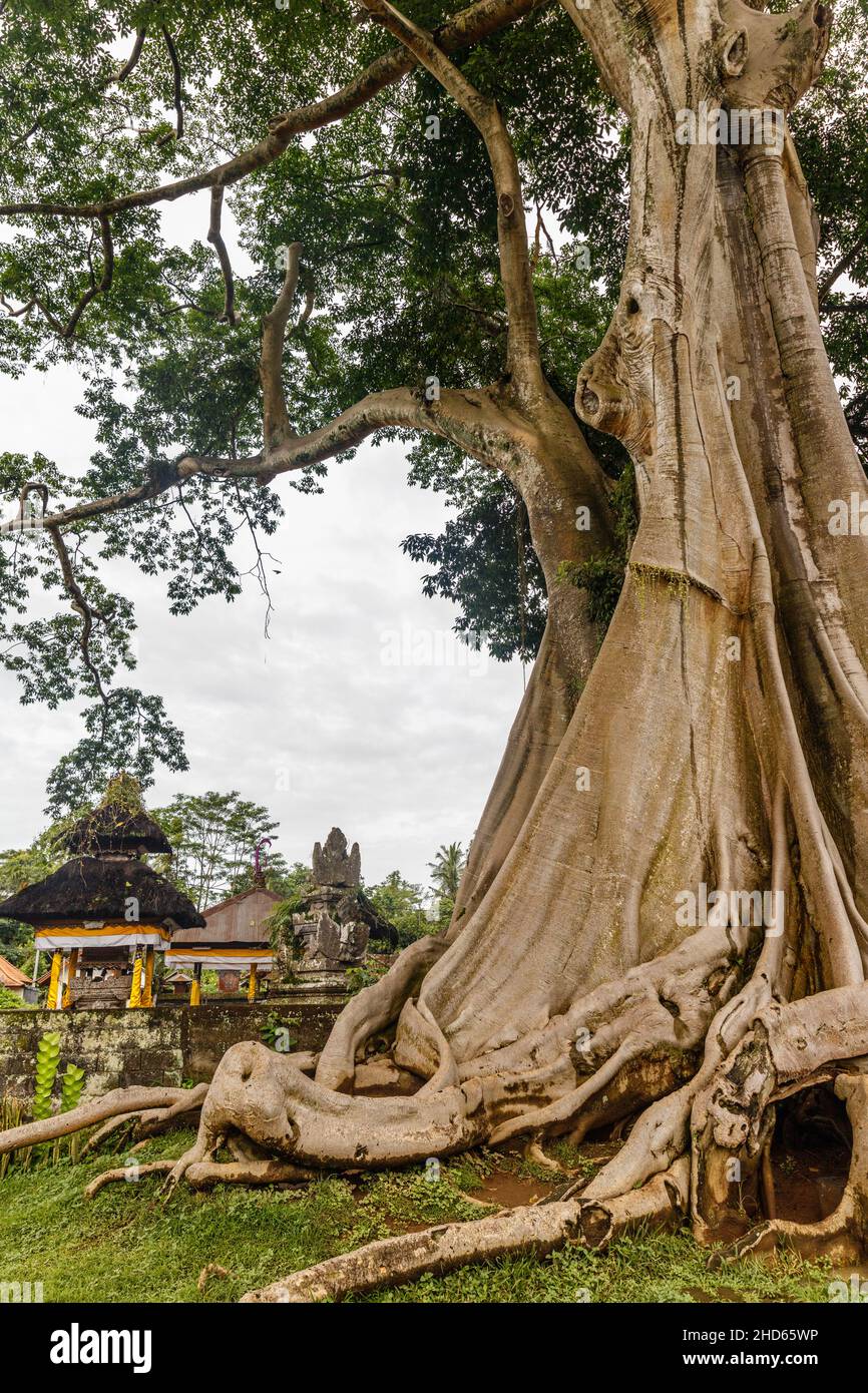 Giant ancient Cotton tree or Kapok (Ceiba pentandra) in Magra village ...