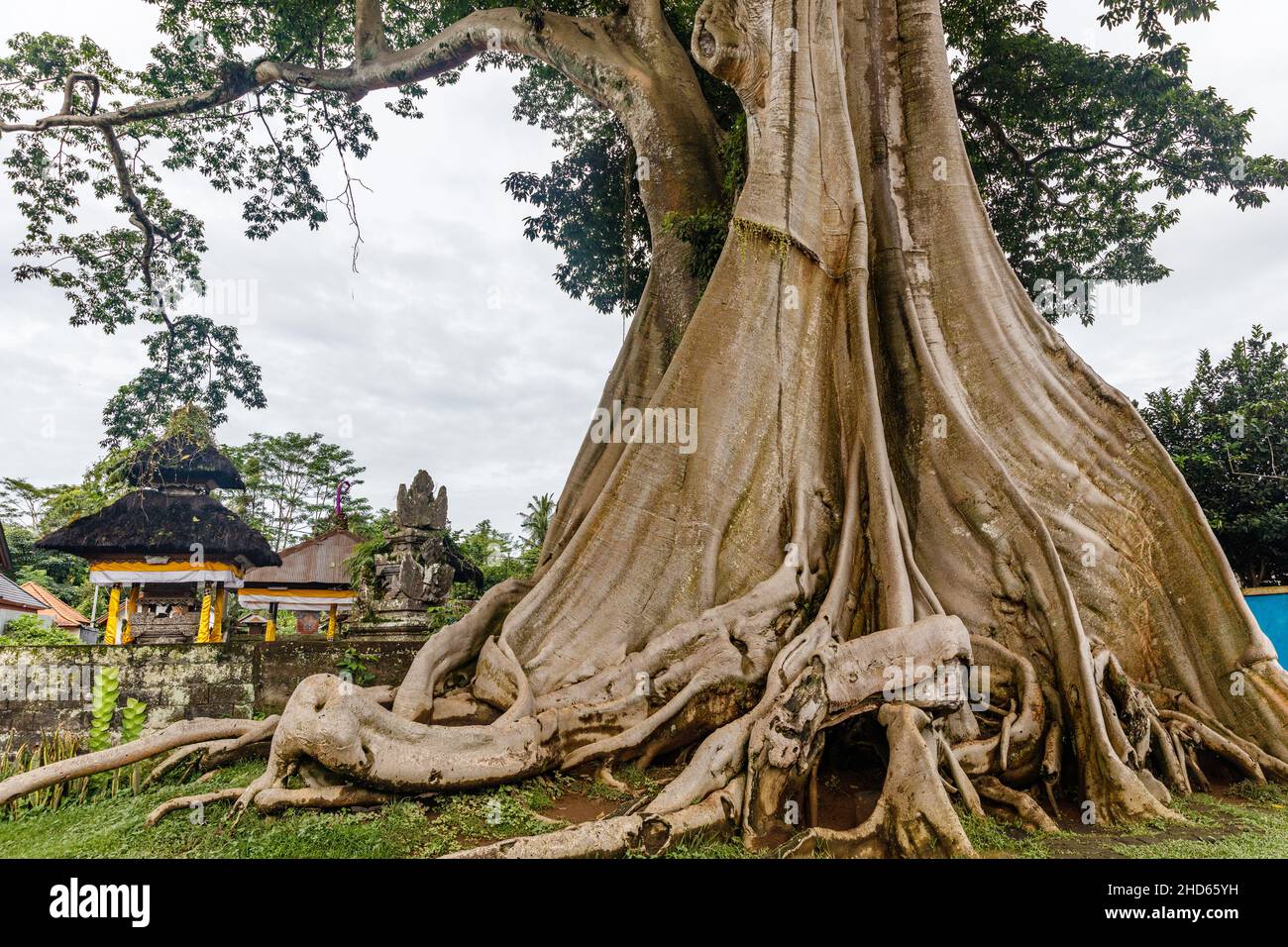 Giant ancient Cotton tree or Kapok (Ceiba pentandra) in Magra village ...