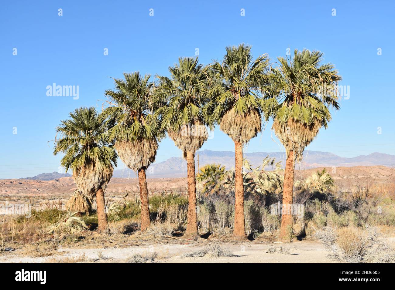 A row of five palm trees at the Blue Point Spring trailhead, Lake Mead ...