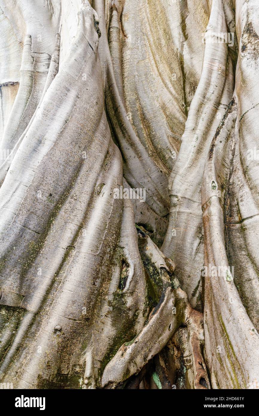 Giant ancient Cotton tree or Kapok (Ceiba pentandra) in Magra village ...