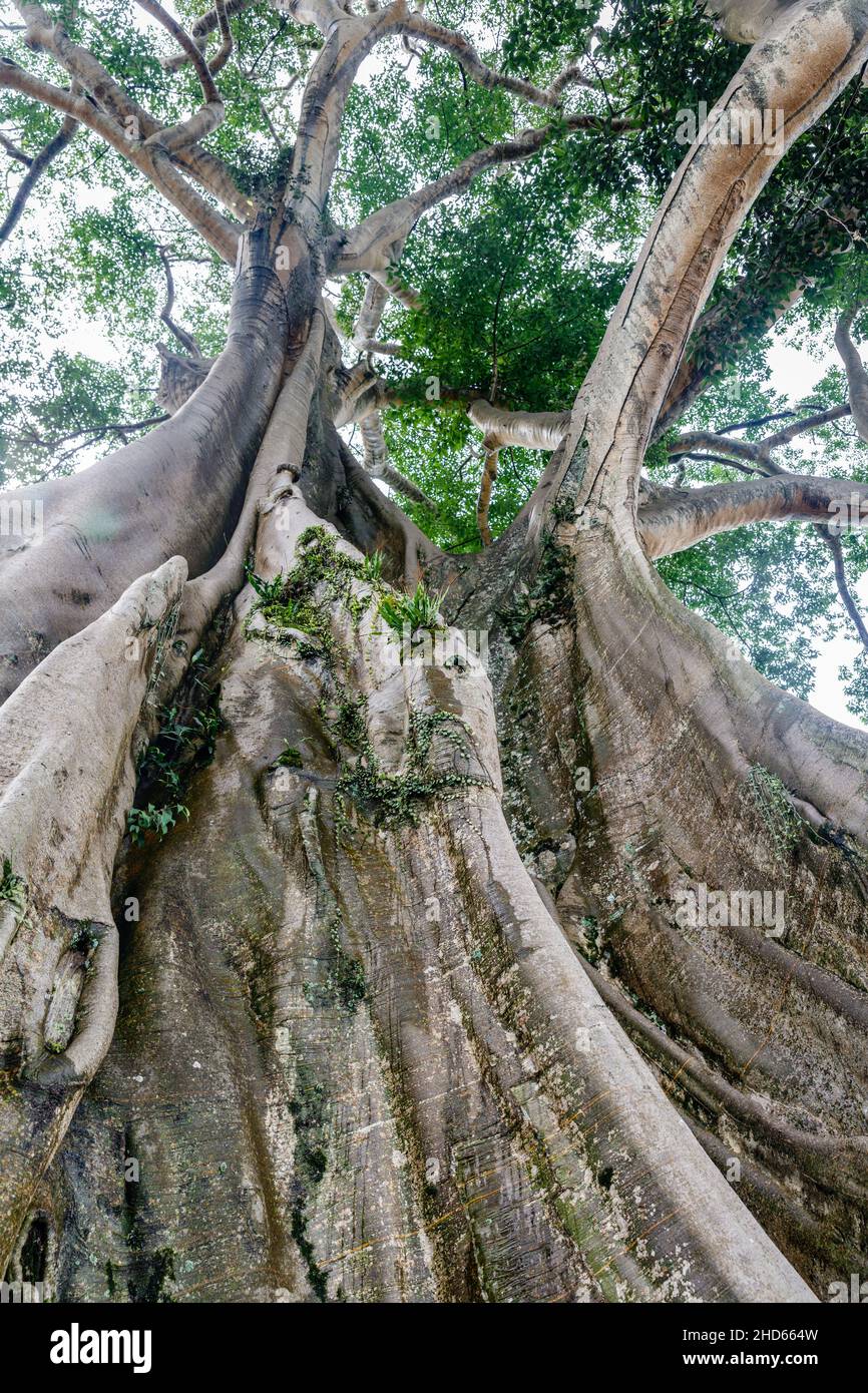 Giant ancient Cotton tree or Kapok (Ceiba pentandra) in Magra village ...