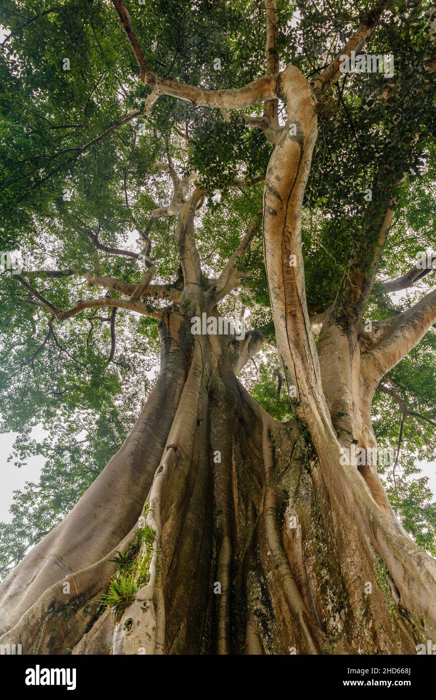 Giant ancient Cotton tree or Kapok (Ceiba pentandra) in Magra village ...