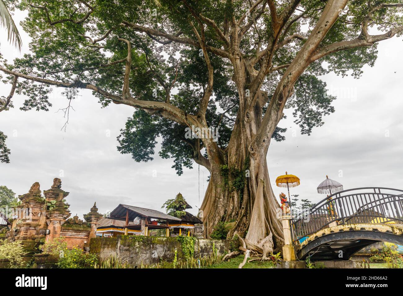 Giant ancient Cotton tree or Kapok (Ceiba pentandra) in Magra village ...