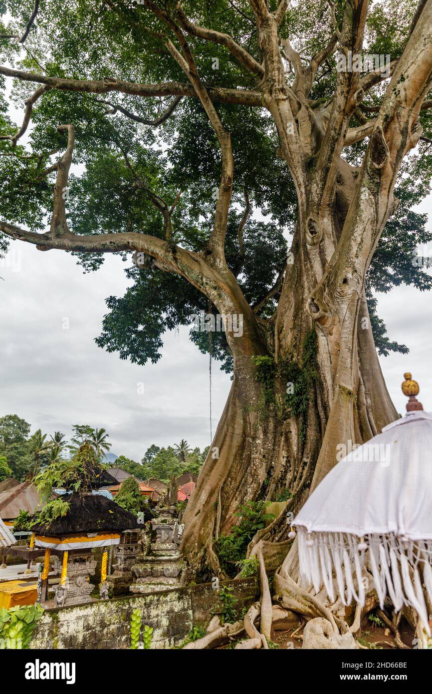 Giant ancient Cotton tree or Kapok (Ceiba pentandra) in Magra village ...