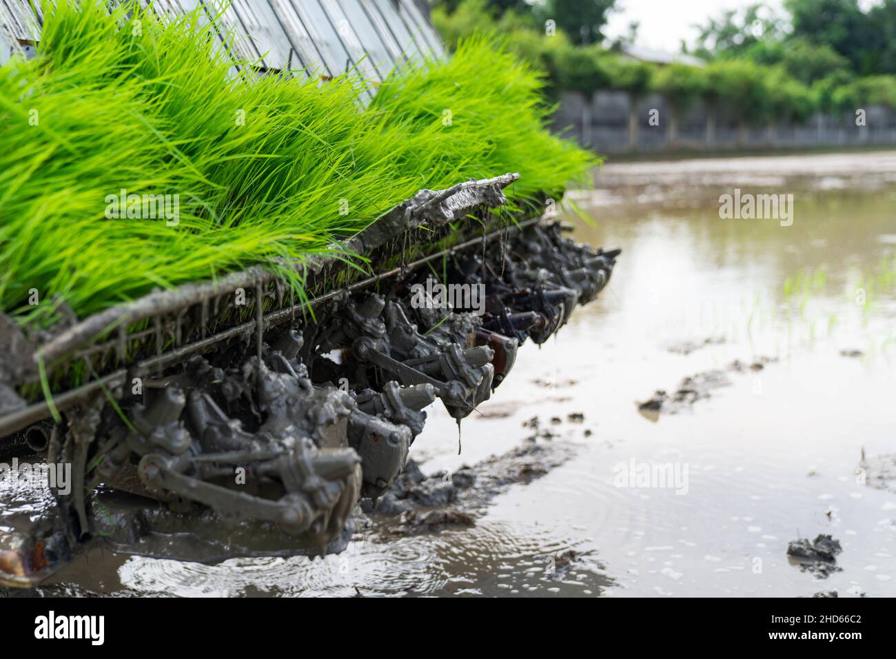 Transplanter plant rice hi-res stock photography and images - Alamy