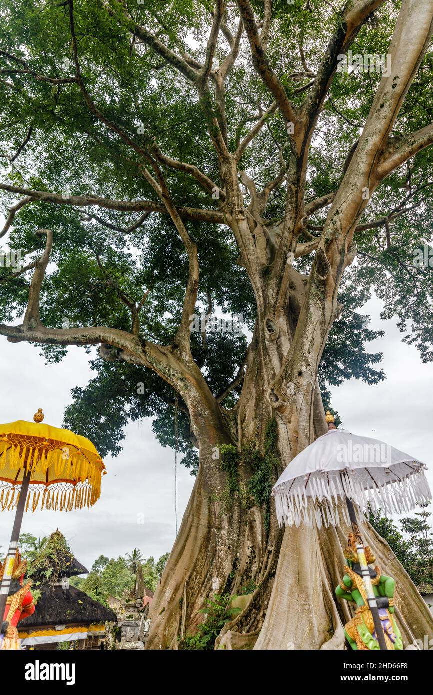 Giant ancient Cotton tree or Kapok (Ceiba pentandra) in Magra village ...