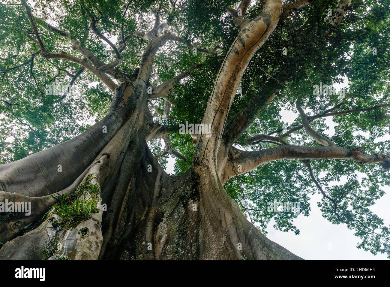 Giant ancient Cotton tree or Kapok (Ceiba pentandra) in Magra village ...