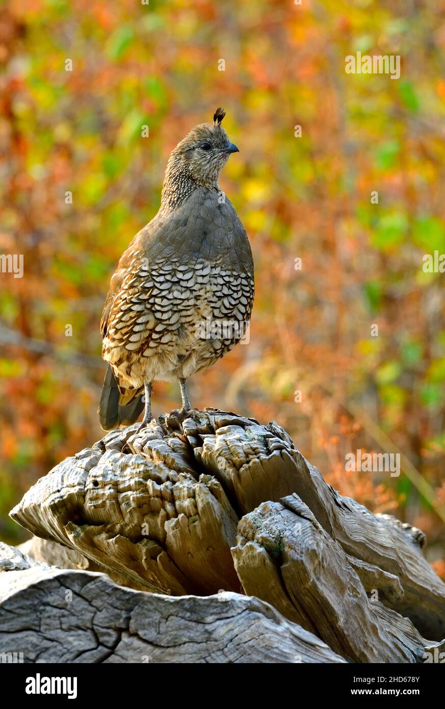 A female California Quail "Callipepla californica", perched on a piece ...