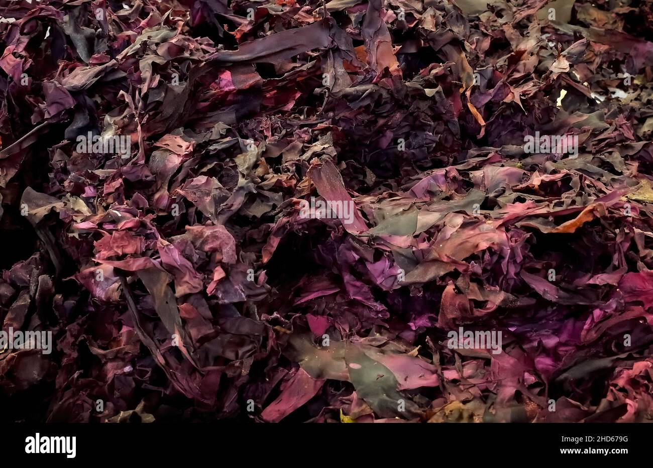 A close up image of a pile of dried dulse for sale at the City Market ...