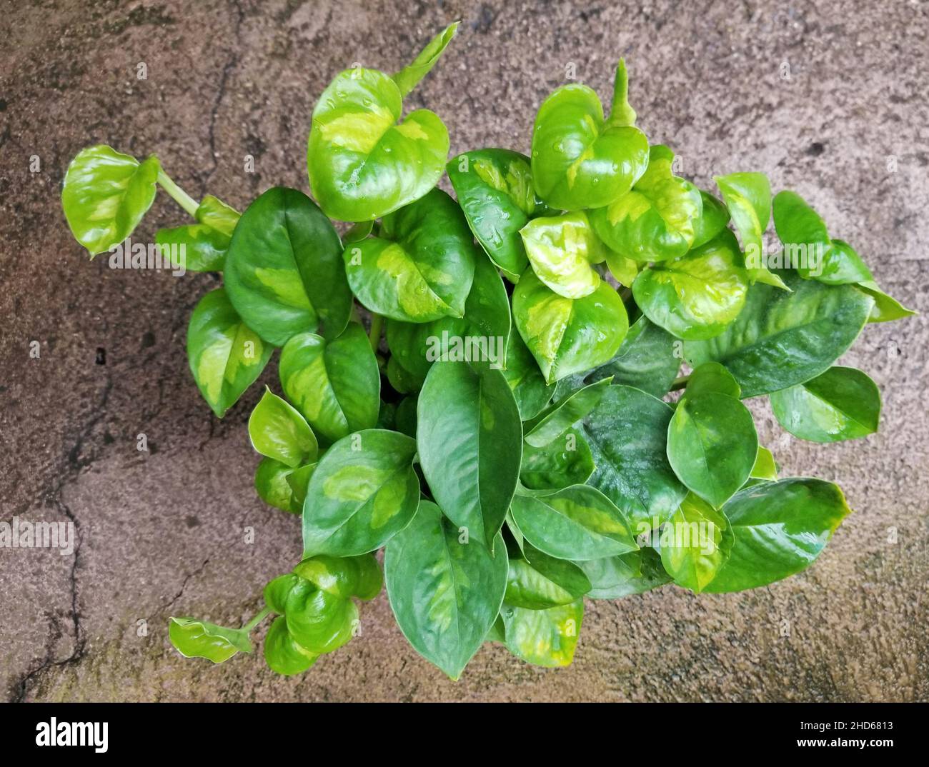 The variegated green leaves of Global Green Pothos Stock Photo - Alamy