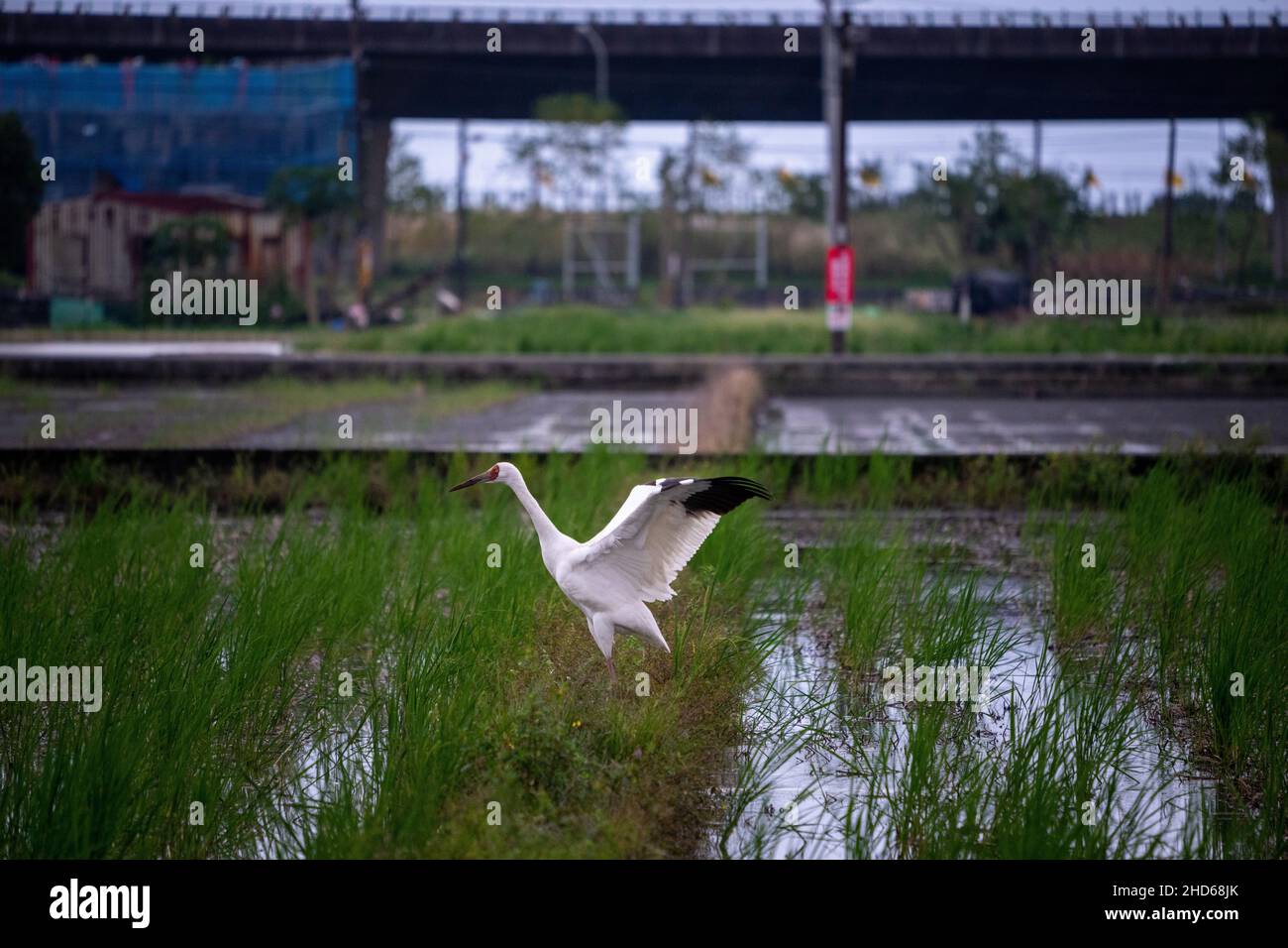Siberian crane face hi-res stock photography and images - Alamy