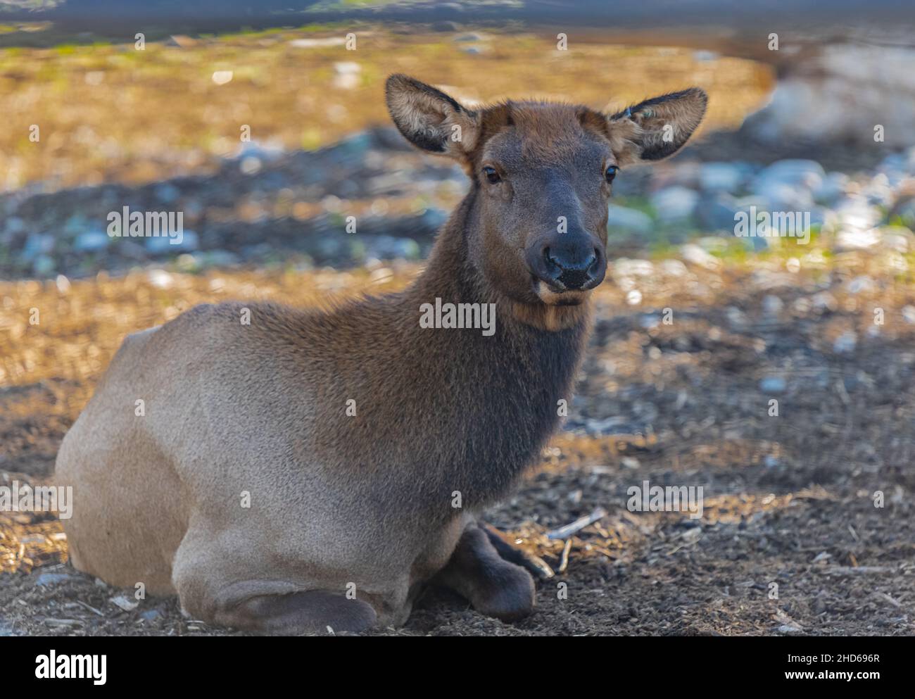 Female roosevelt elk hi-res stock photography and images - Alamy