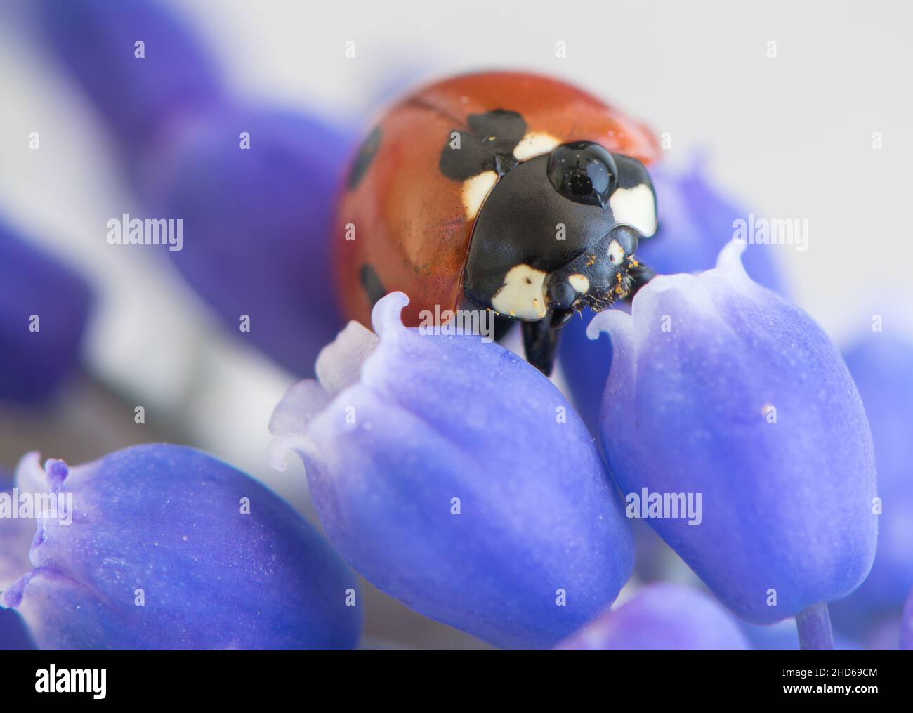 Ladybug on purple flower. Red insect with black dots. Microphotography ...