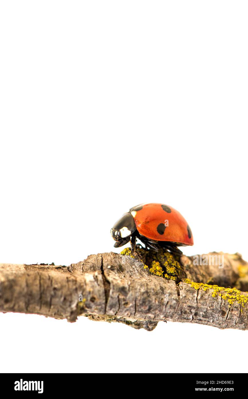 Ladybug walking on tree branch. Red insect with black dots on white ...