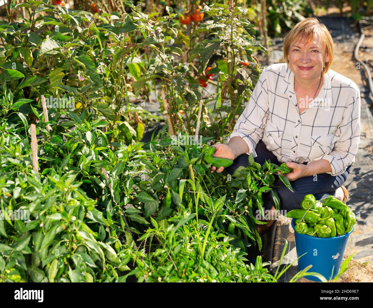 Mature woman harvesting green peppers Stock Photo - Alamy