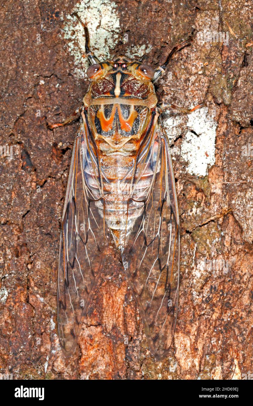 Australian cicadas hi-res stock photography and images - Alamy