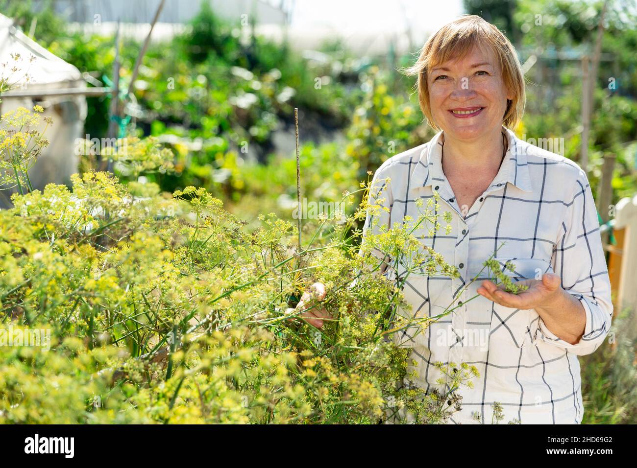 Positive mature woman picking dill in garden Stock Photo - Alamy