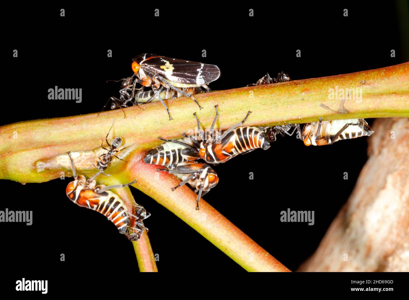Adult treehopper hi-res stock photography and images - Alamy