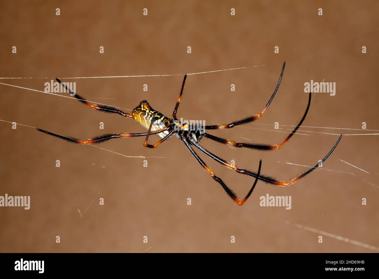 Australian spiders hi-res stock photography and images - Alamy