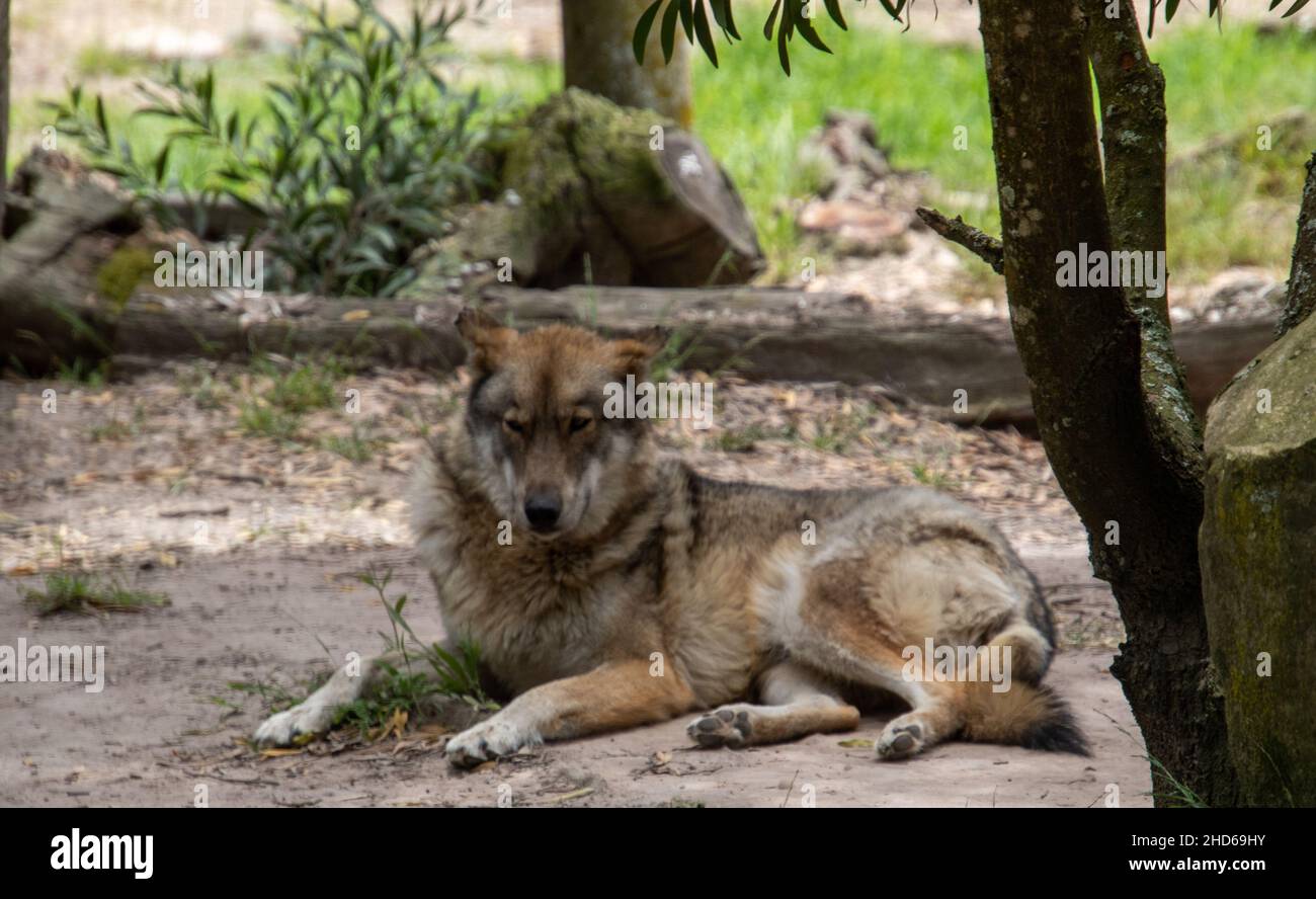 South African Wolf