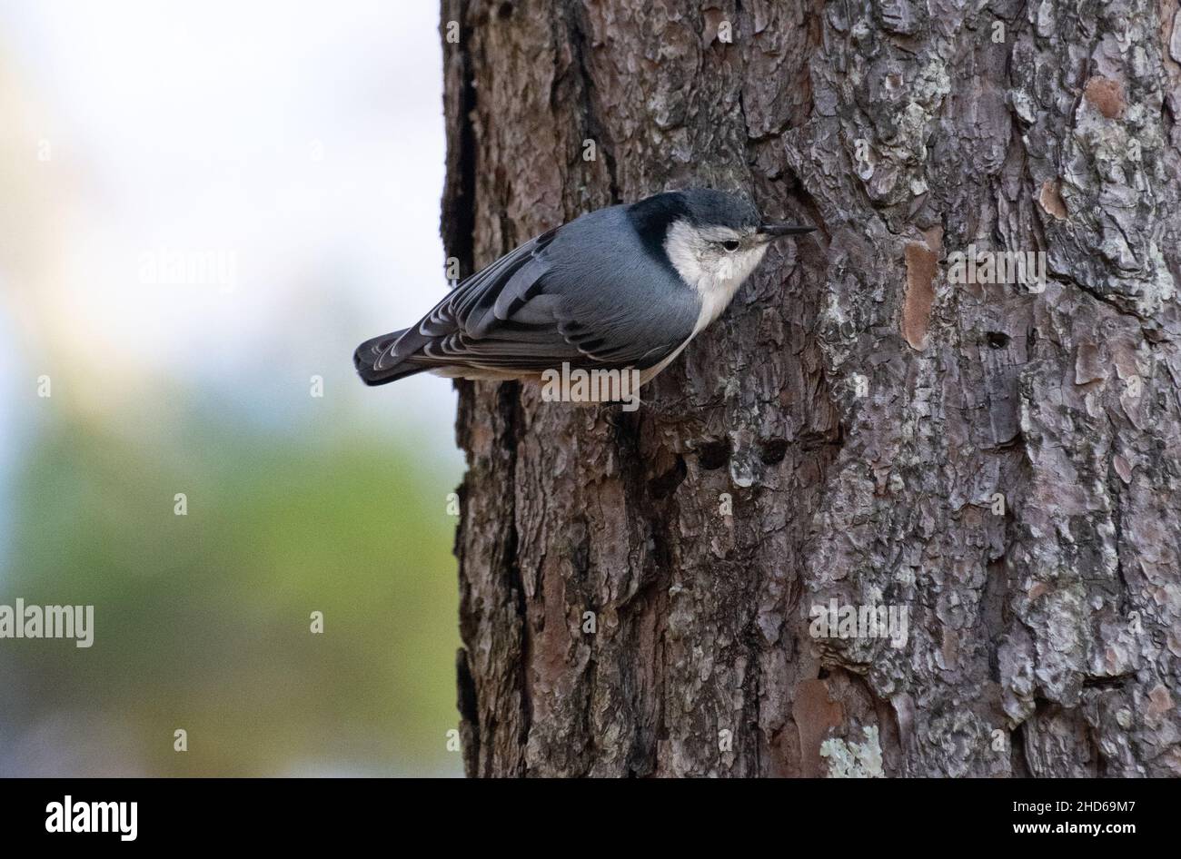 White-breasted Nuthatch walks down the side of a tree trunk Stock Photo ...