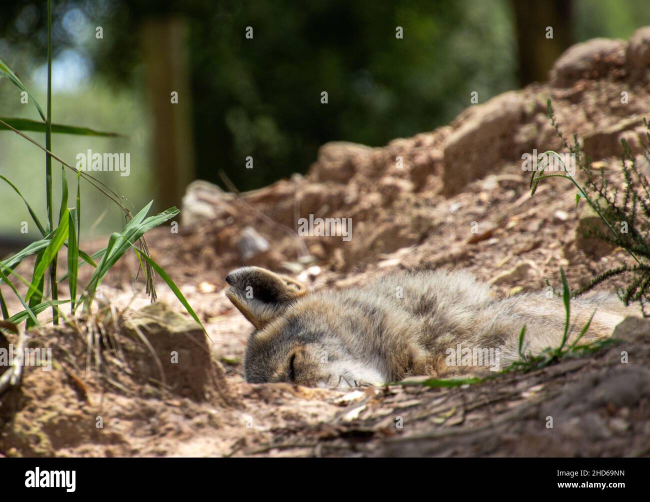 Wild wolves and wolf dogs in captivity at the Garden Route Wolf ...