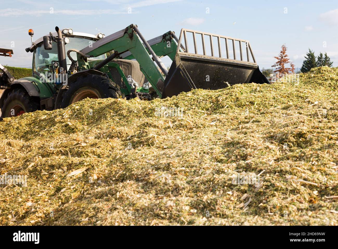 Preparation of animal food in agricultural complex Stock Photo - Alamy
