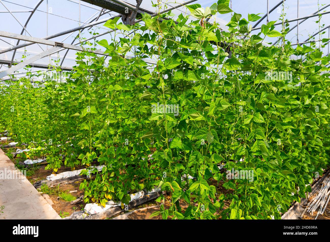 Bean plants growing on climbing supports in hothouse Stock Photo - Alamy