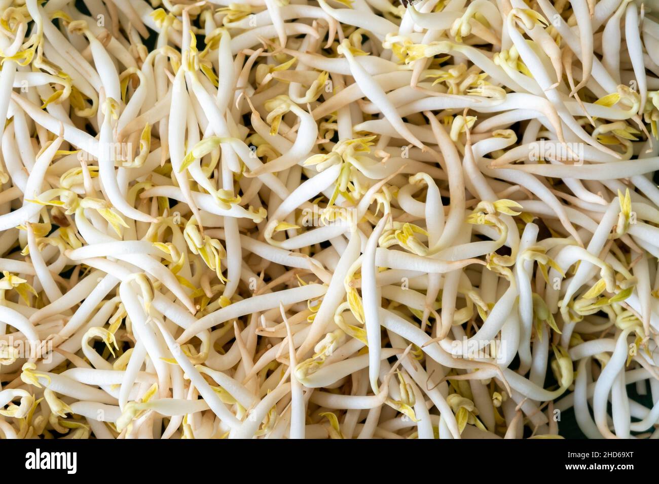 Bean sprouts are culinary vegetables grown by growing green beans. They ...