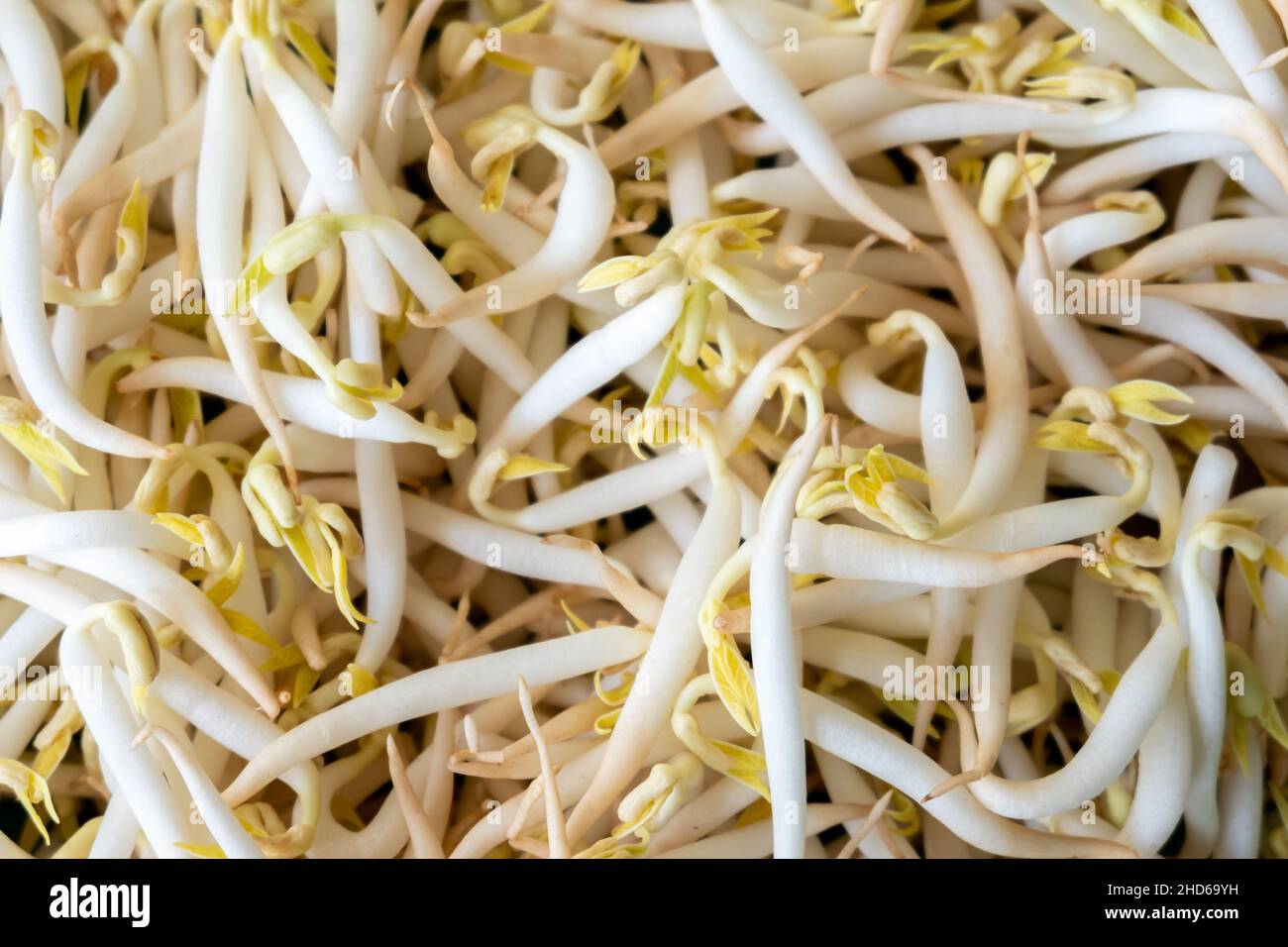 Closeup placing beans in vegetable hi-res stock photography and images ...