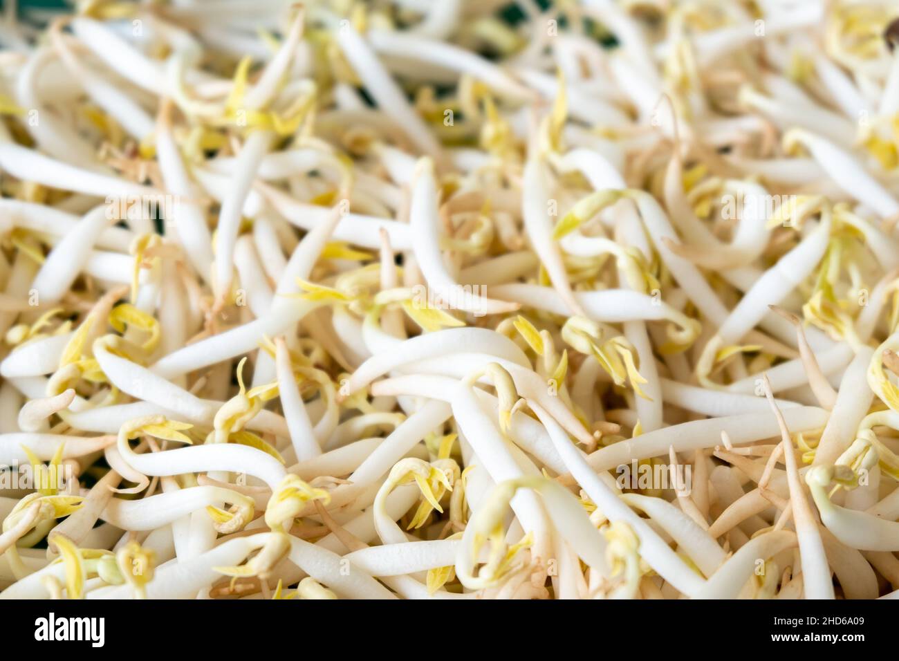 Bean sprouts are culinary vegetables grown by growing green beans. They ...