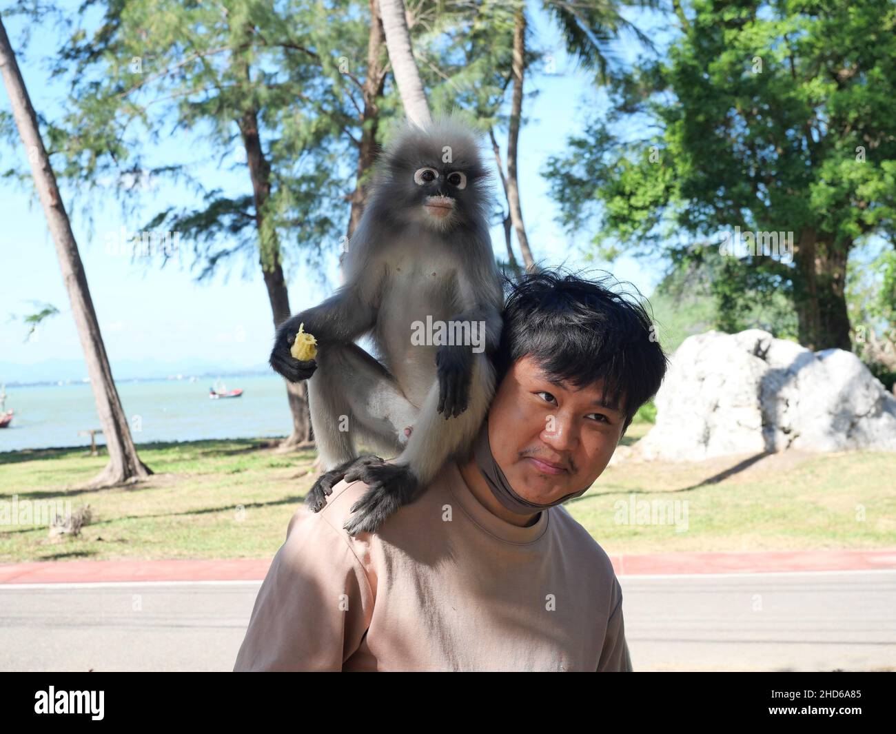 Dusky leaf monkey ( Spectacled langur ) sitting on the shoulder of an ...