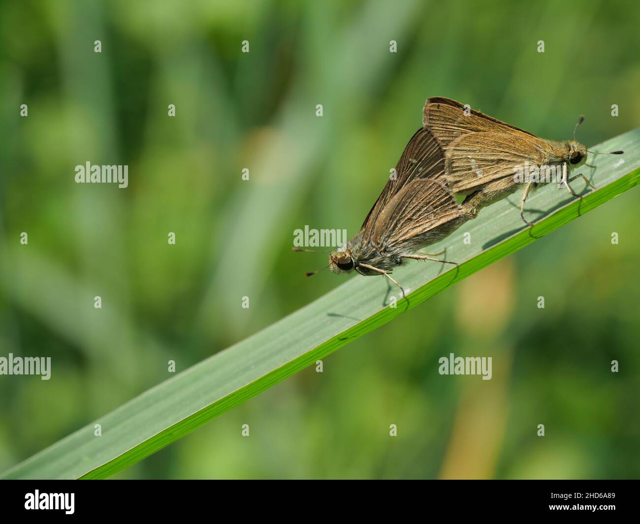 Two Large Branded Swift Butterflies mating on leaf with natural green ...