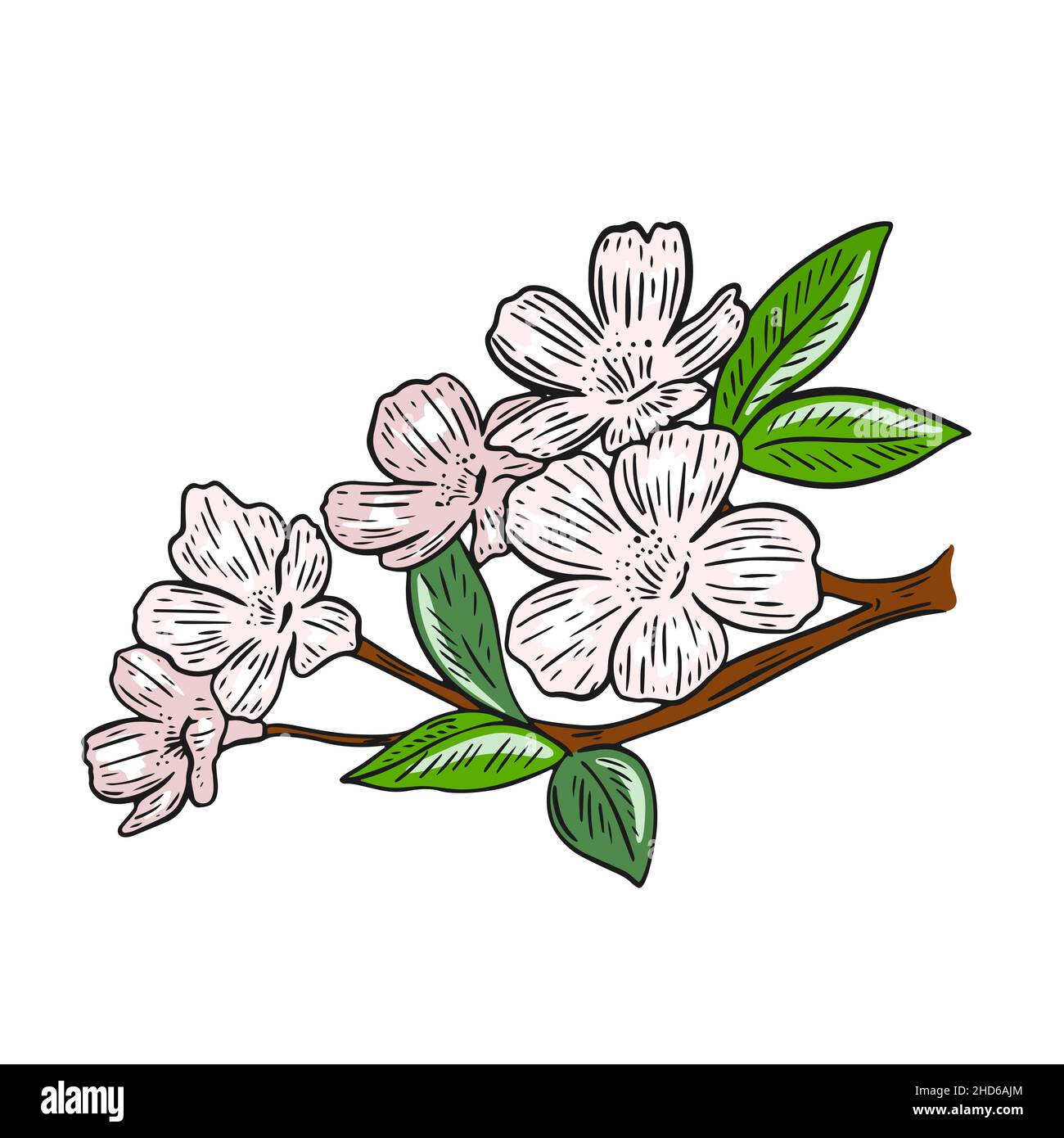 Sakura flower sprig isolated vector illustration Stock Vector Image ...