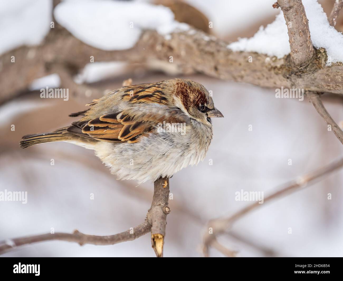 Sparrow sits on a branch without leaves. Sparrow on a branch in the ...