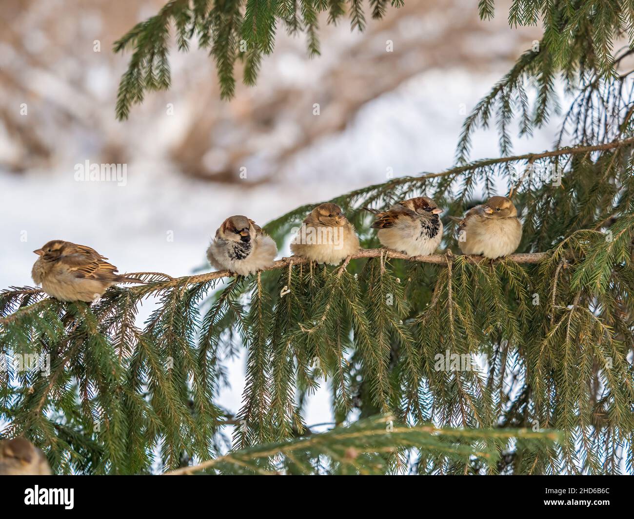 Five sparrows hi-res stock photography and images - Alamy