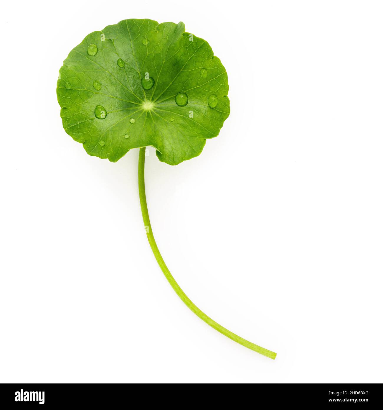 Centella cica hi-res stock photography and images - Alamy