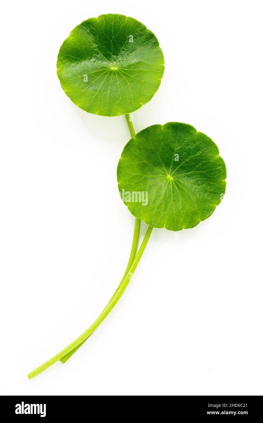 Centella asiatica background cosmetics Cut Out Stock Images & Pictures ...