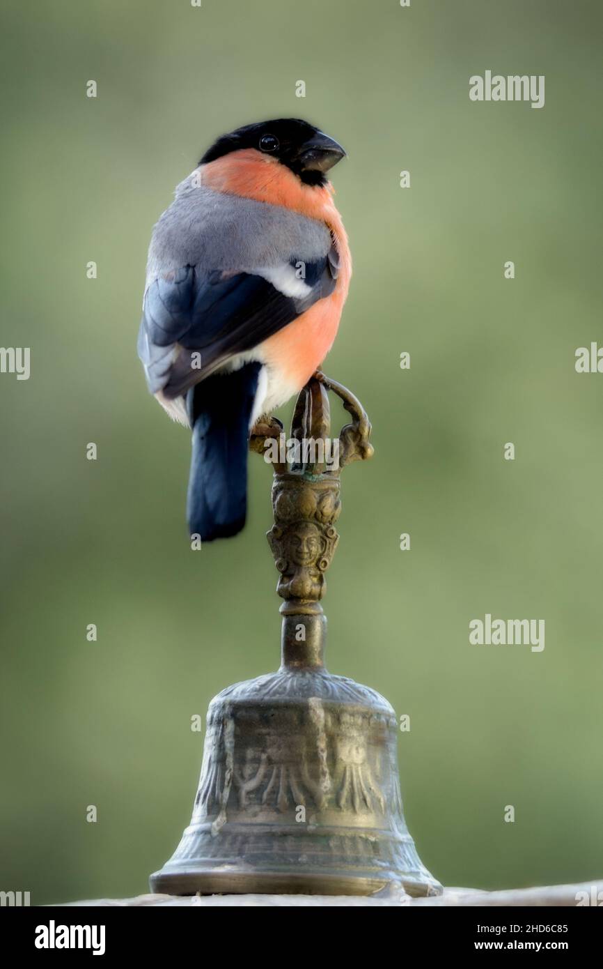 Bell tree instrument hi-res stock photography and images - Alamy