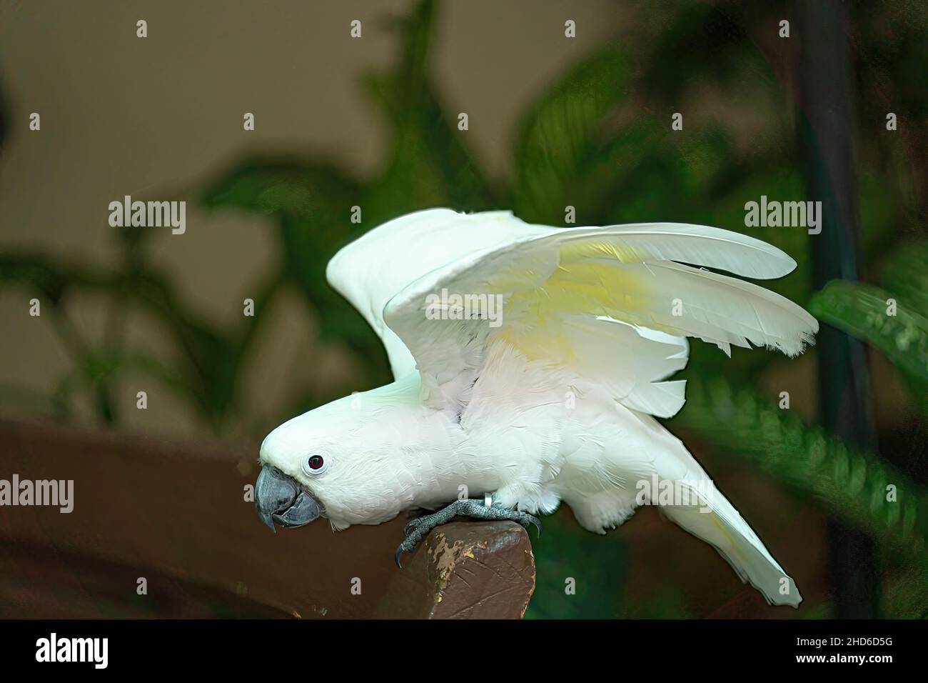 A beautiful parrot perched on a bench. Mostly found in tropical and ...