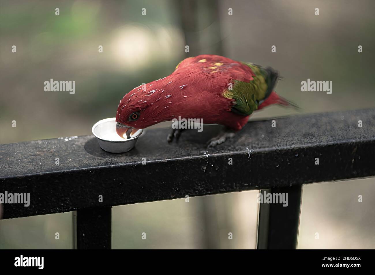 Macaw drinking water hi-res stock photography and images - Alamy