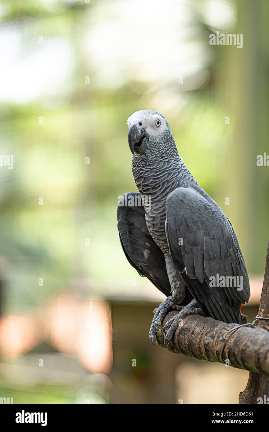 Mostly grey bird hi-res stock photography and images - Alamy