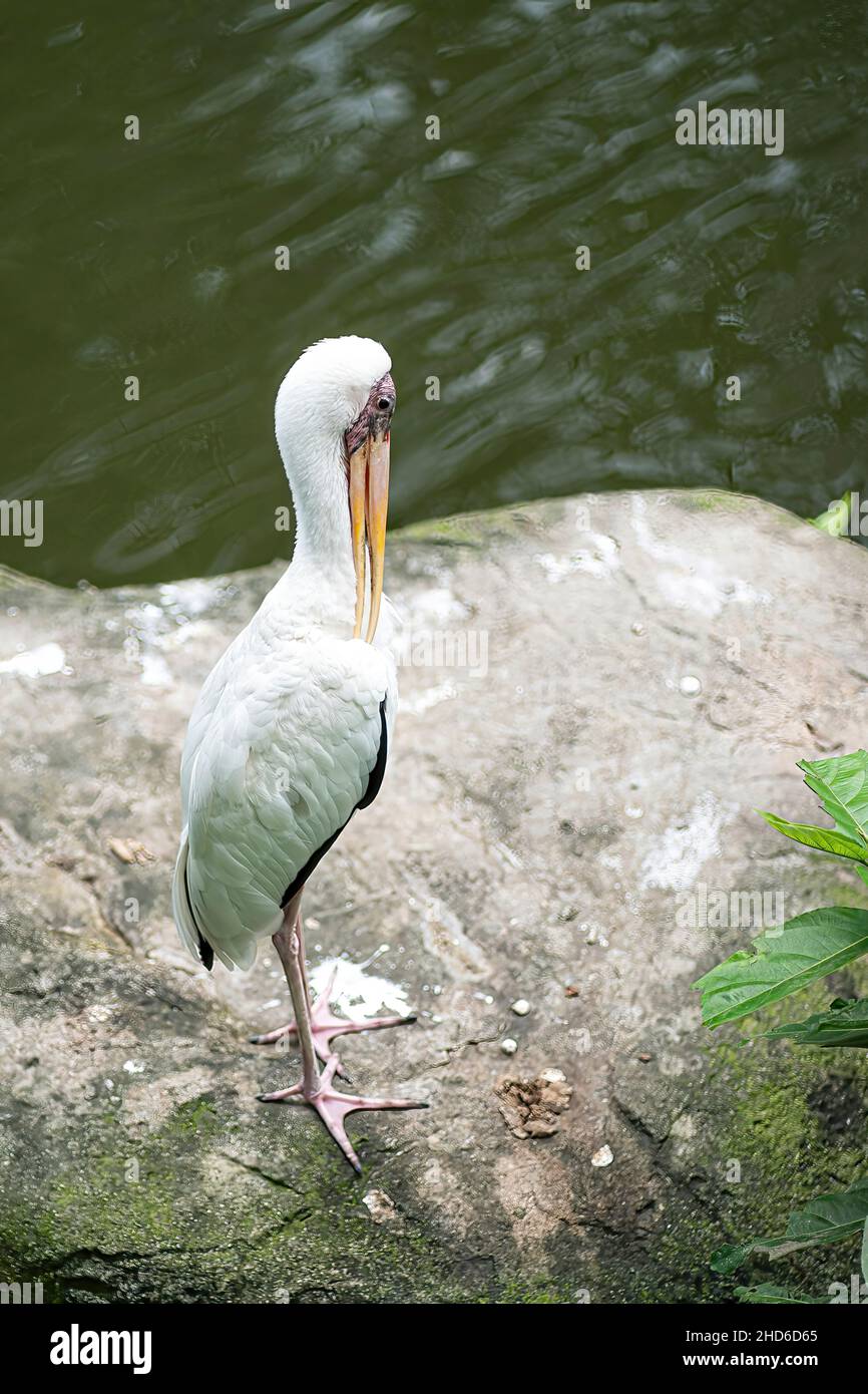A single stork resting on its legs, in captivity. Blurred background ...